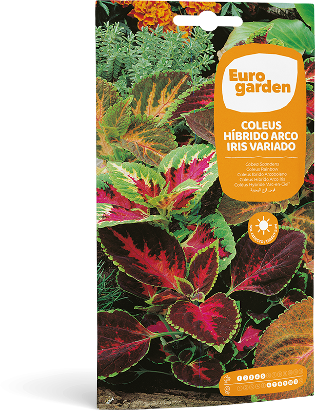 Coleus Híbrido Arco Iris Variado - Eurogarden