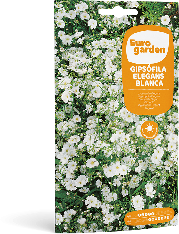 Gipsófila Elegans Blanca - Eurogarden