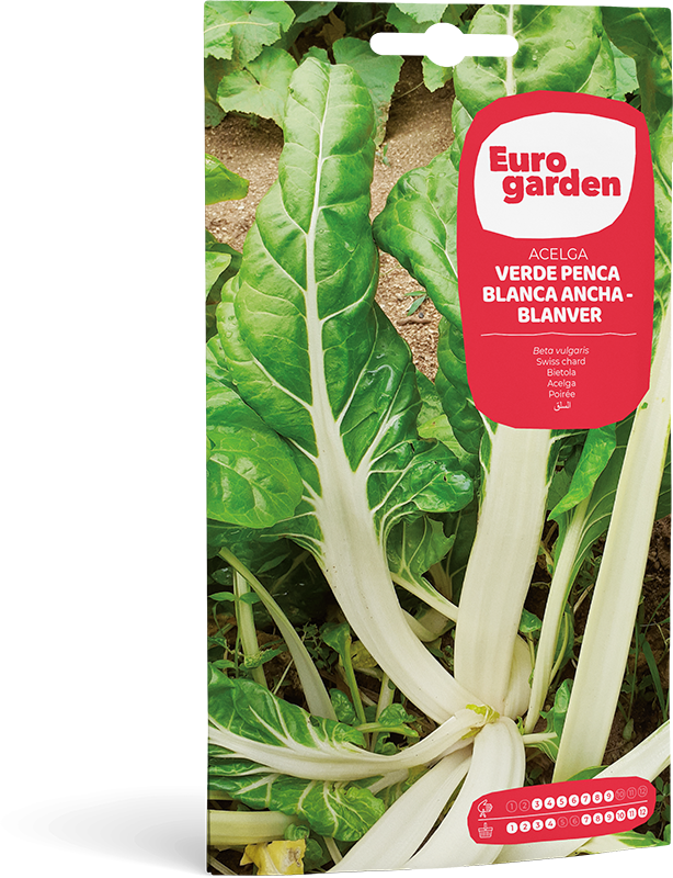 Acelga Verde Penca Blanca Ancha - Blanver - Eurogarden