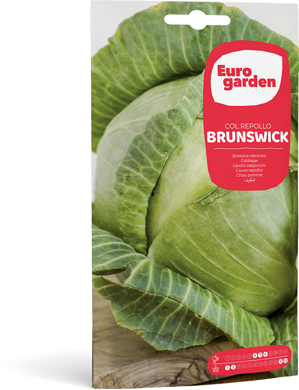 Col Repollo Brunswick - Eurogarden