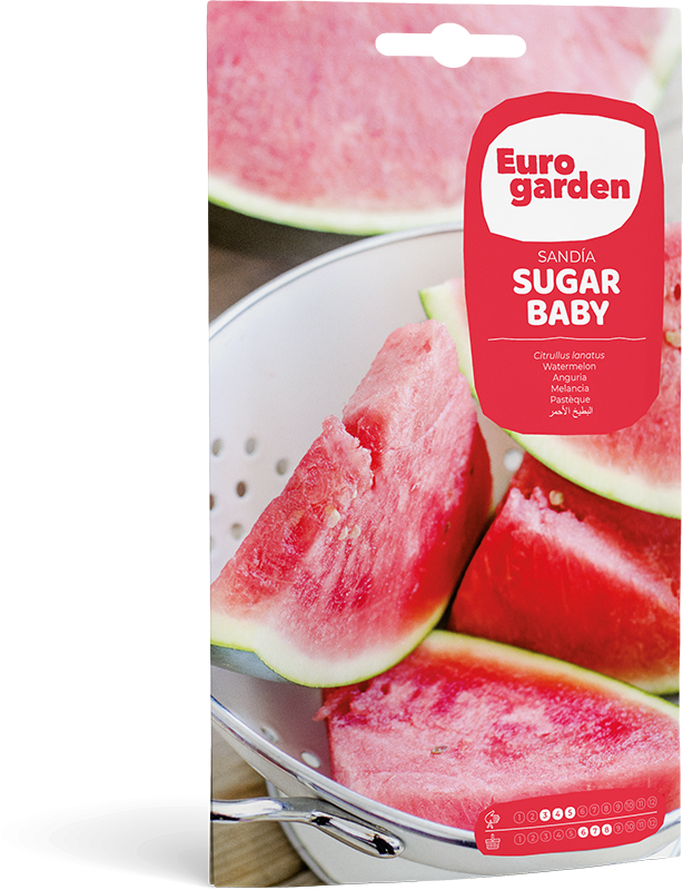 Sandía Sugar Baby - Eurogarden