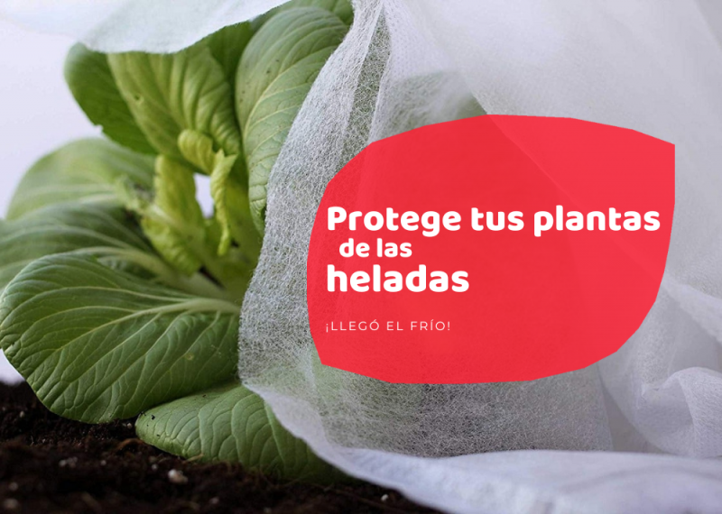 ¡Llegó el frío! Descubre cómo proteger tus plantas frente a las heladas ...