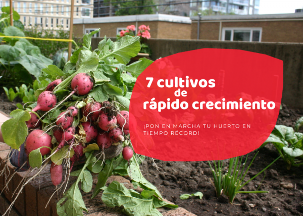 Consejos para el cultivo de las habas - Eurogarden