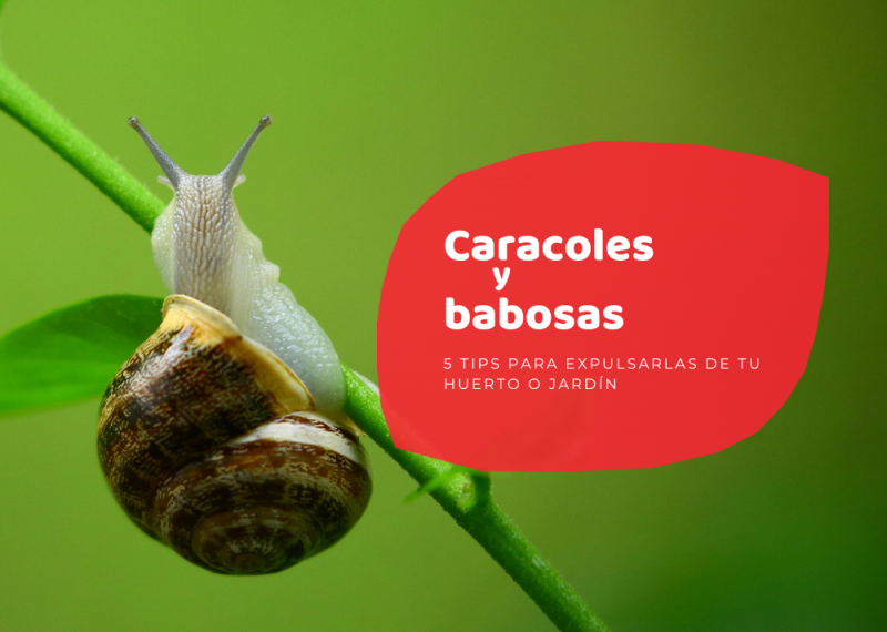 Consejos prácticos para proteger tu huerto de babosas y caracoles ...
