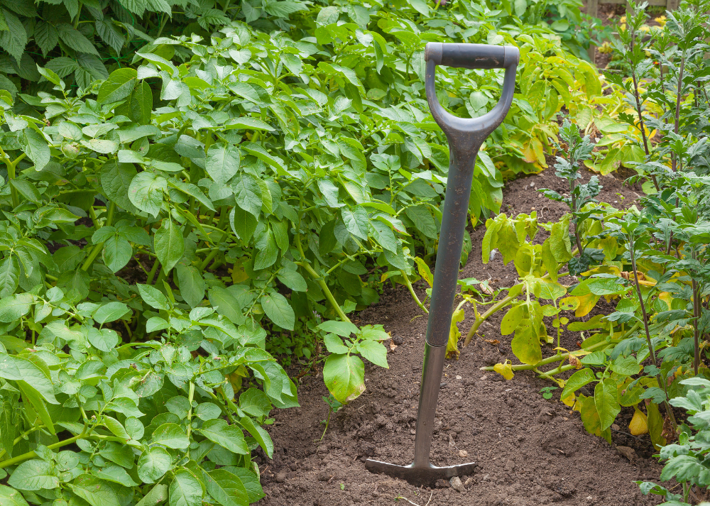 ¿Tienes el suelo compactado en tu huerto o jardín? Descubre cómo ...