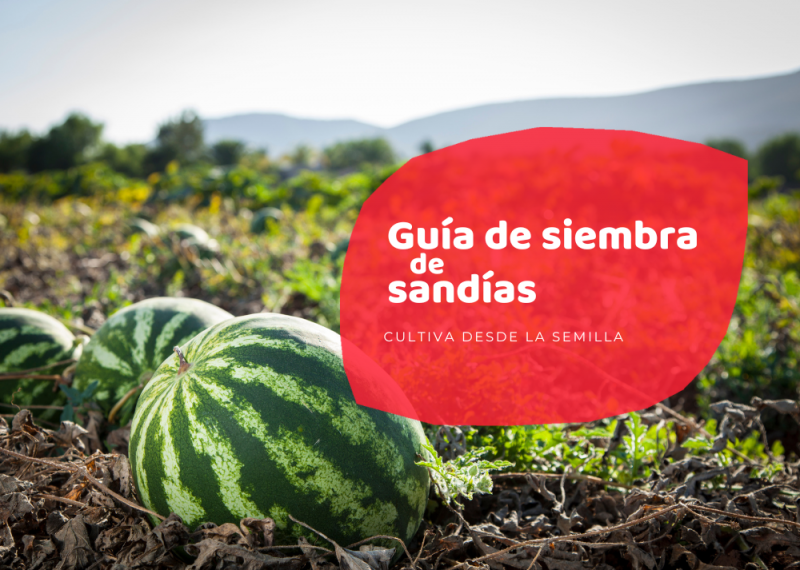 Guía para cultivar y disfrutar de tus propias sandías durante el verano ...