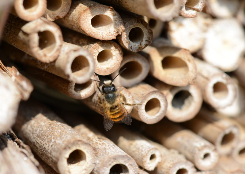 Cómo hacer tu propio hotel de insectos - Eurogarden