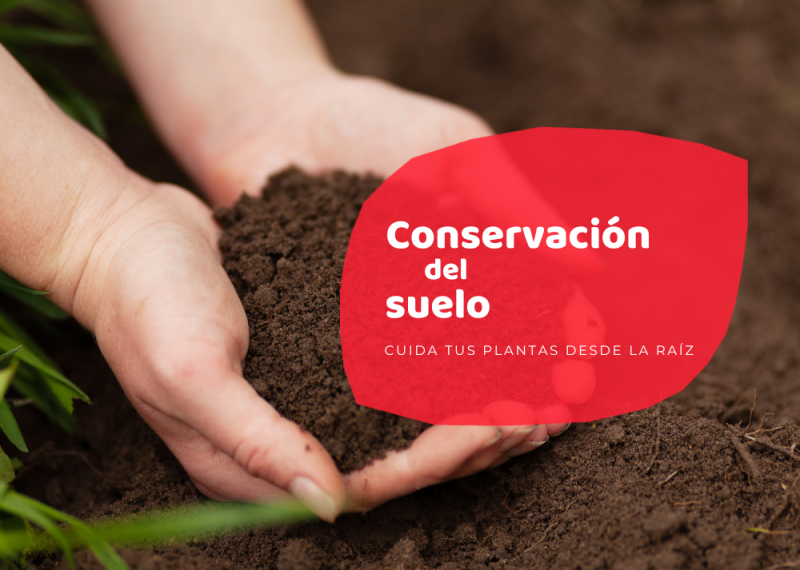 Cuida de tus plantas y cultivos desde la raíz: estrategias de conservación del suelo - Eurogarden