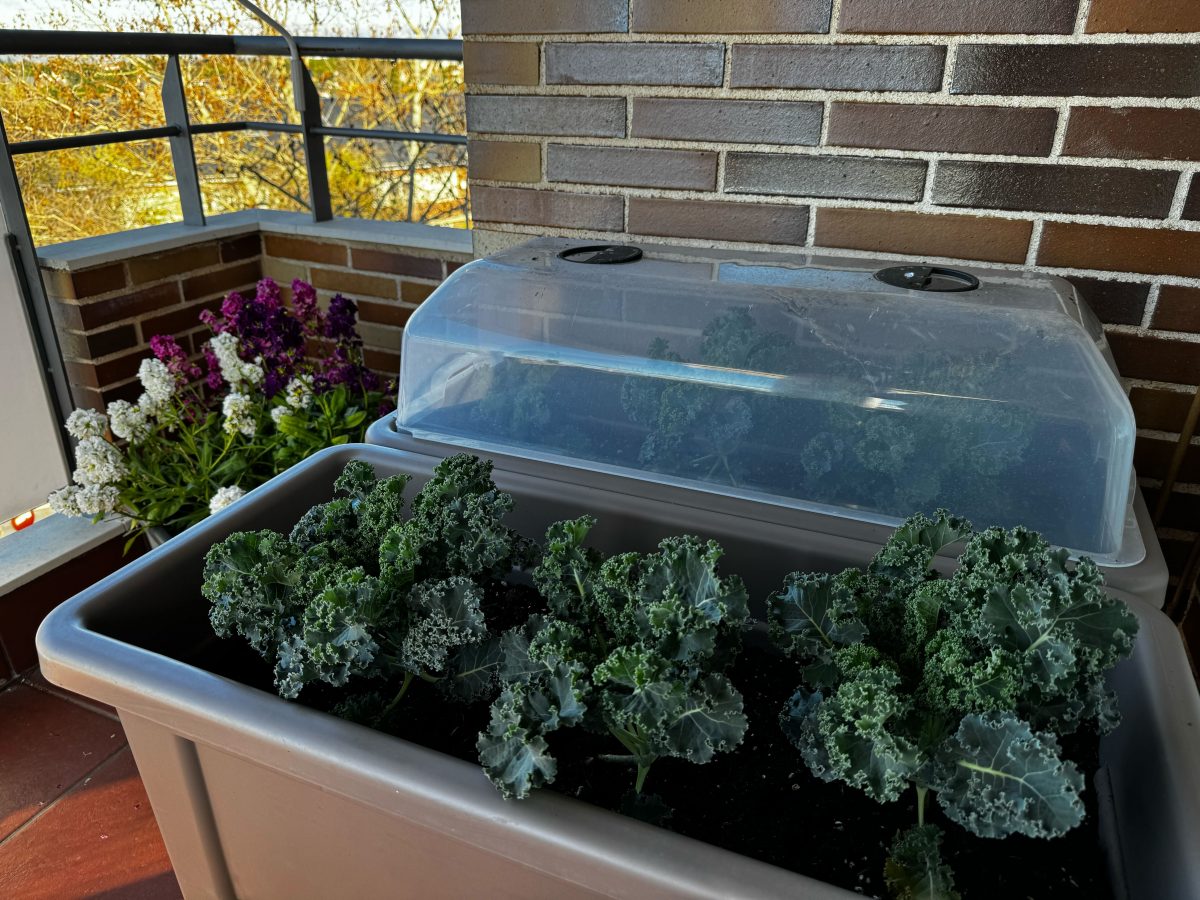 DIY jardinería: haz tu propio mini invernadero - Eurogarden