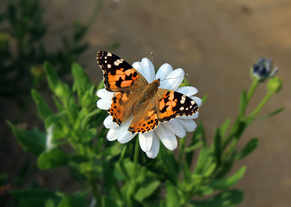 ¿Por qué deberías sembrar plantas con flor en tu huerto? - Eurogarden