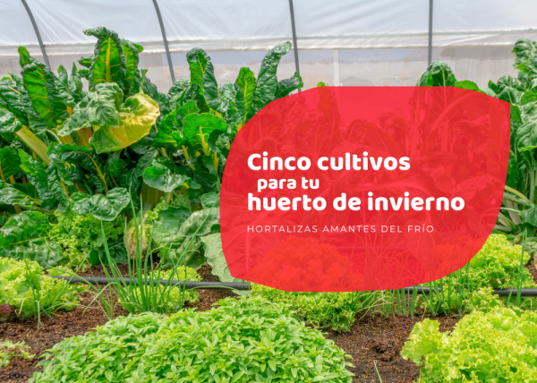 Consejos para el cultivo de las habas - Eurogarden