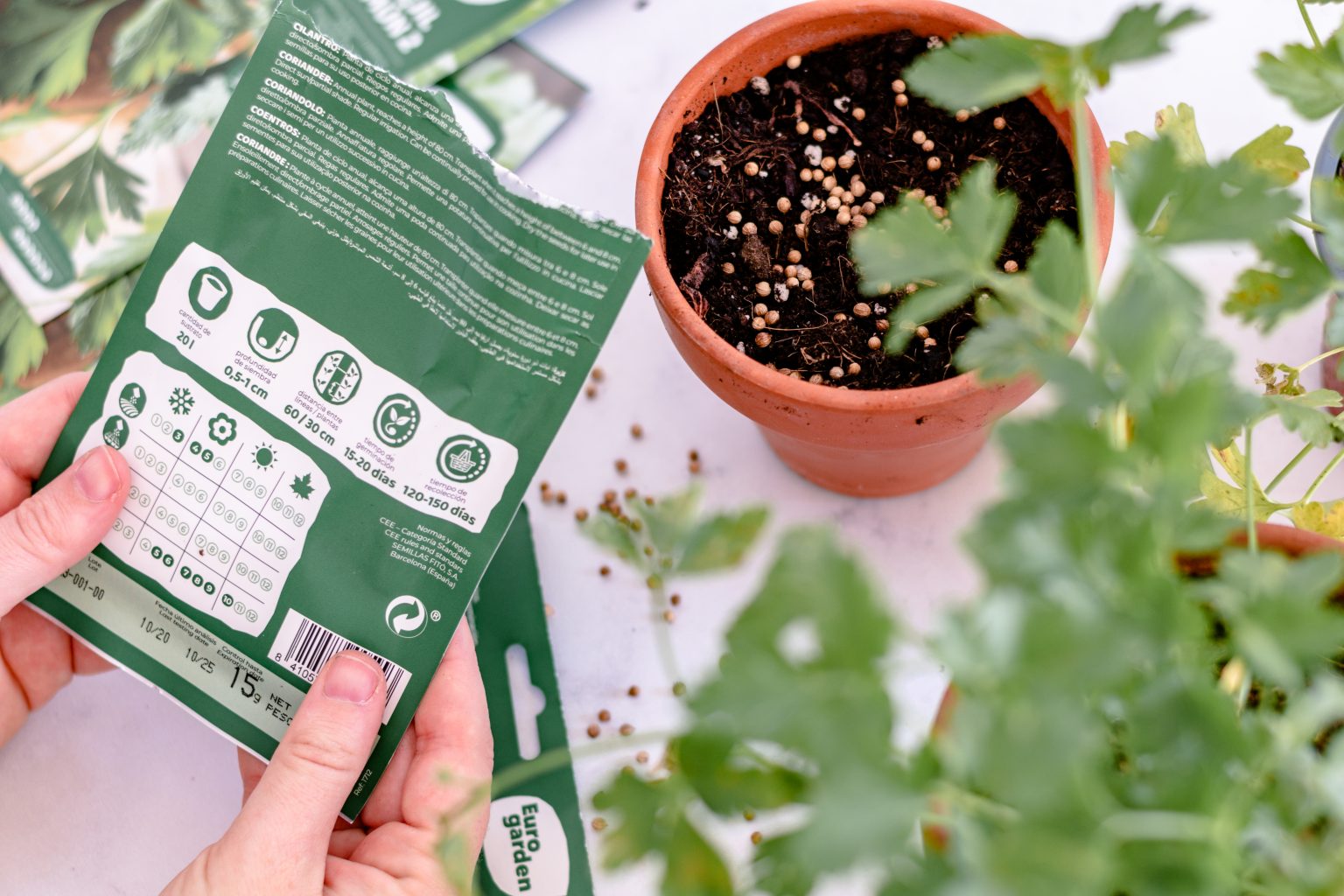 Guía completa sobre semillas: tipos, formatos y preparación - Eurogarden