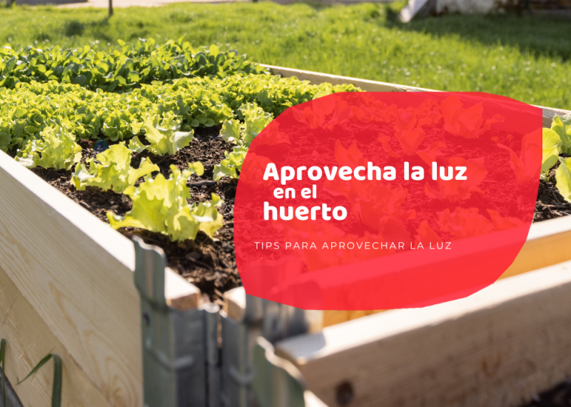 Consejos para el cultivo de las habas - Eurogarden