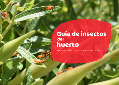 Consejos para el cultivo de las habas - Eurogarden