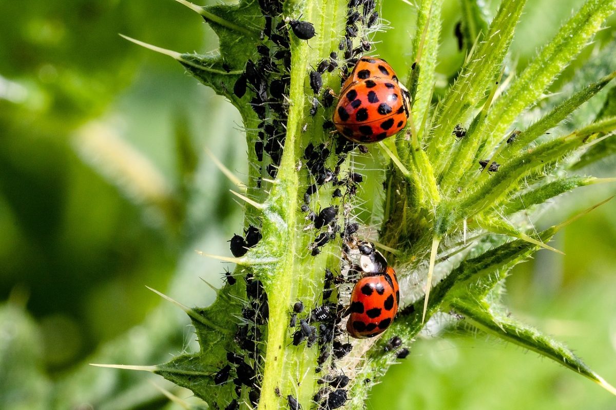 ¡Bichos en mi huerto! Diferencia los insectos beneficiosos de los ...
